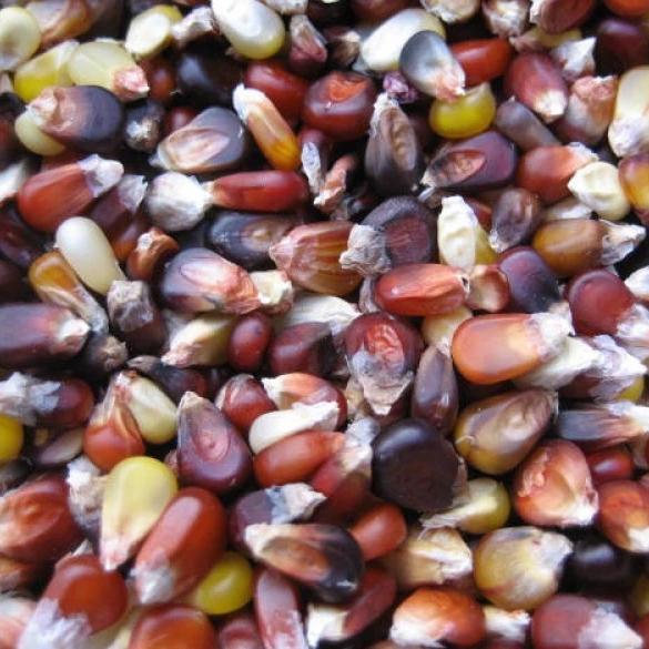 Calico Popcorn Seeds – Hudson Valley Seed Company