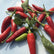 Matchbox Pepper Organic Seeds – Hudson Valley Seed Company
