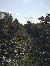 Ruby Moon Hyacinth Bean Organic Seeds – Hudson Valley Seed Company