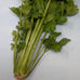 Tango Celery Organic Seeds – Hudson Valley Seed Company